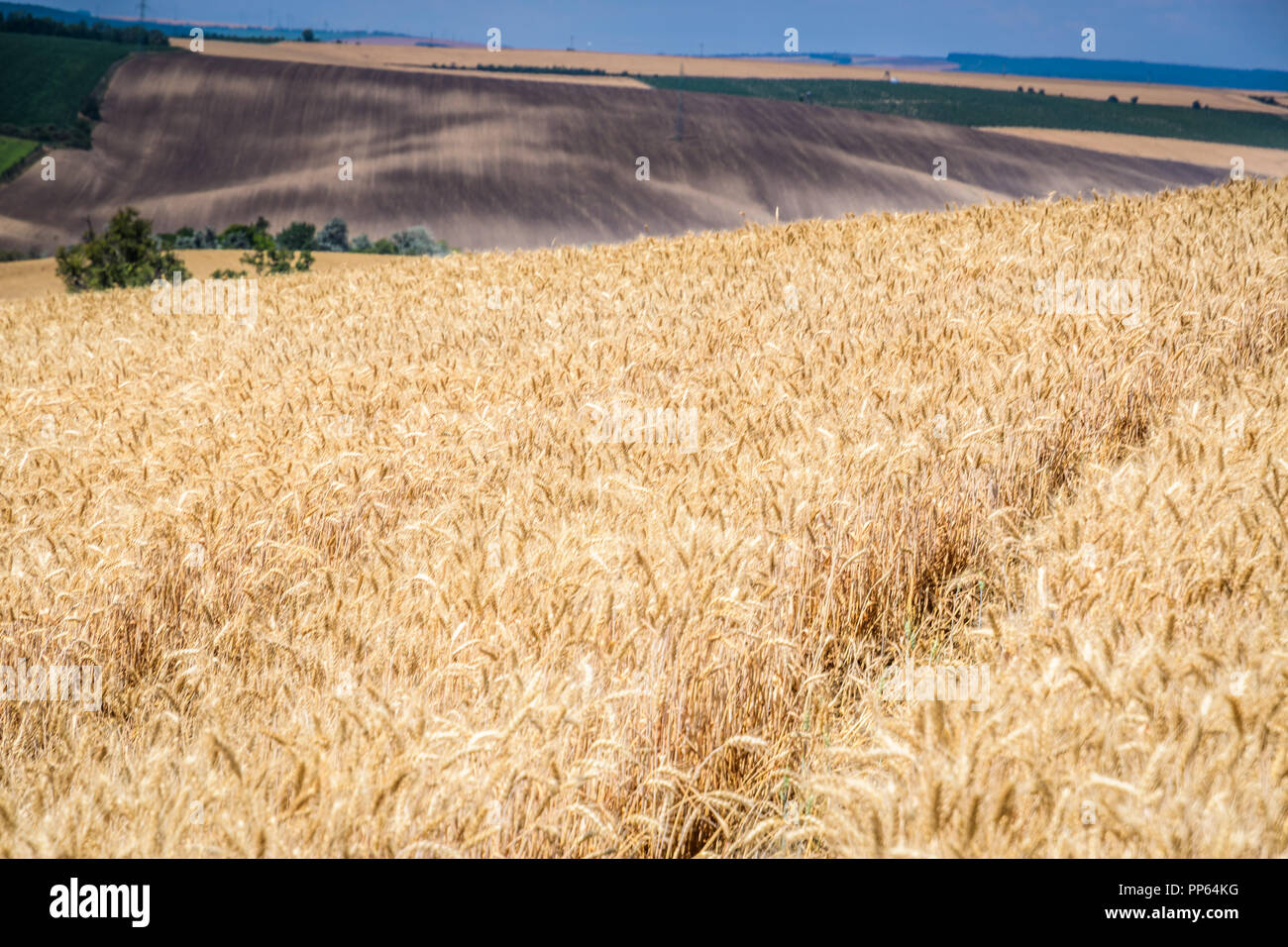 Moravian fields people hi-res stock photography and images - Alamy