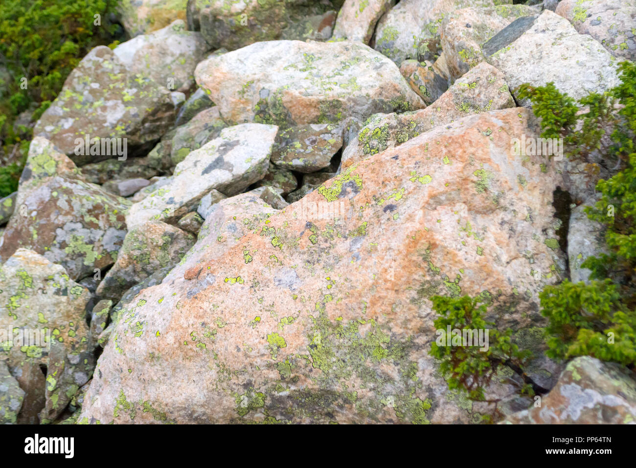 Close-up of multicolored moss on stones in the mountains variegated ...