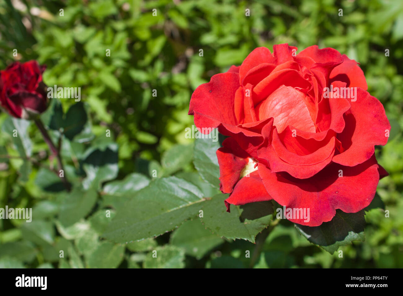 Blooming rose flower close up, colorful and vivid plant, natural ...