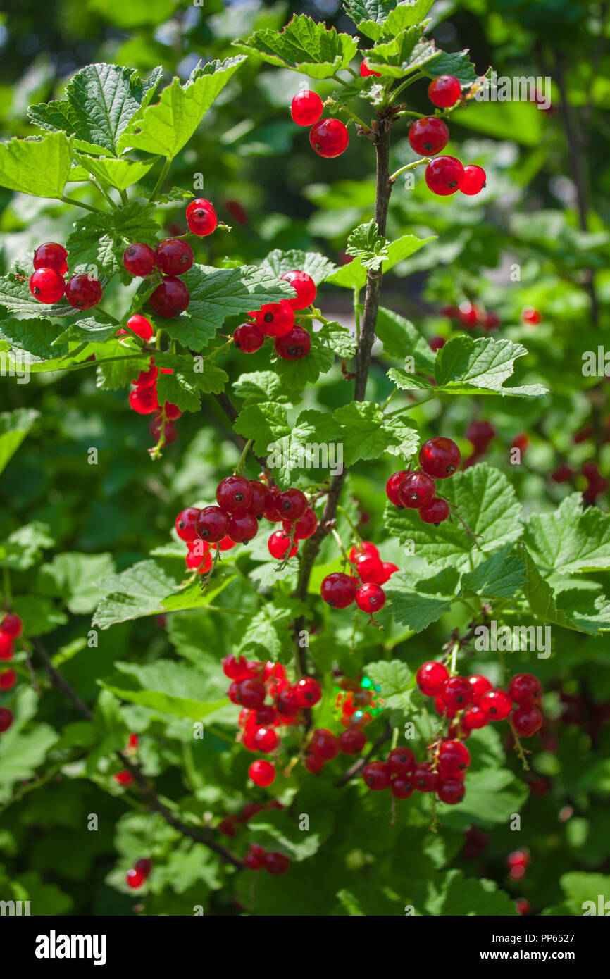 Red currant berries on a branch in a garden, nature background Stock ...