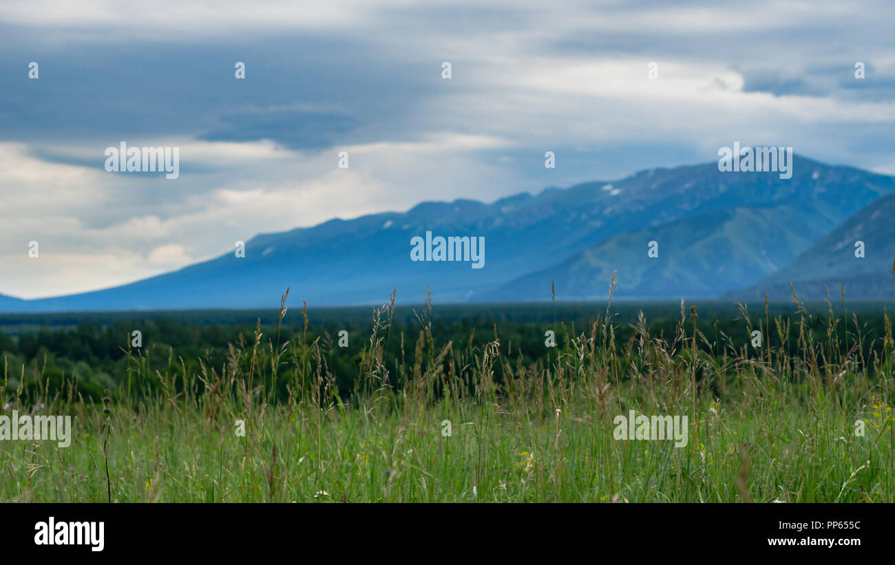 Tall grass meadow with blurred forest, mountains and cloudy sky in the ...