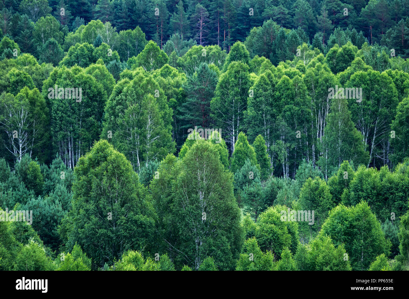 Layers of forest hi-res stock photography and images - Alamy
