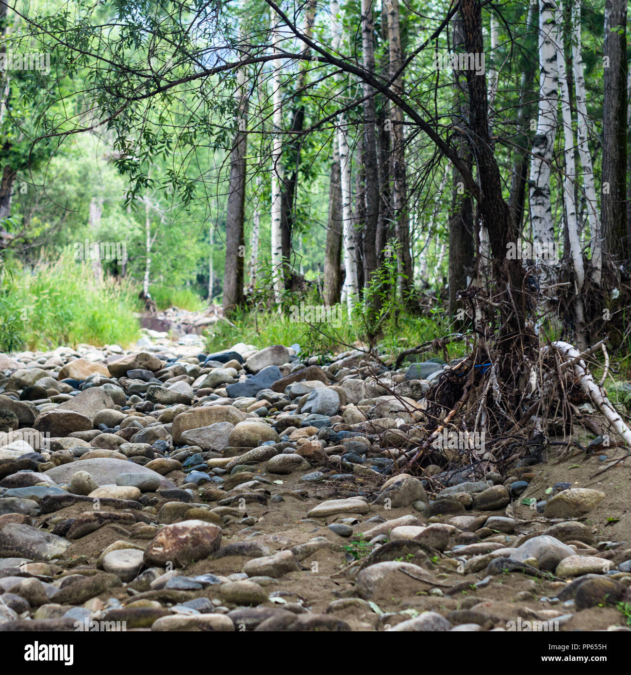 A dry and rocky riverbed in the forest Stock Photo - Alamy
