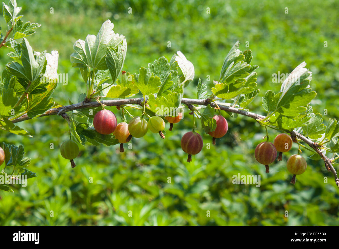 Gooseberry on a branch in a garden, nature background Stock Photo - Alamy