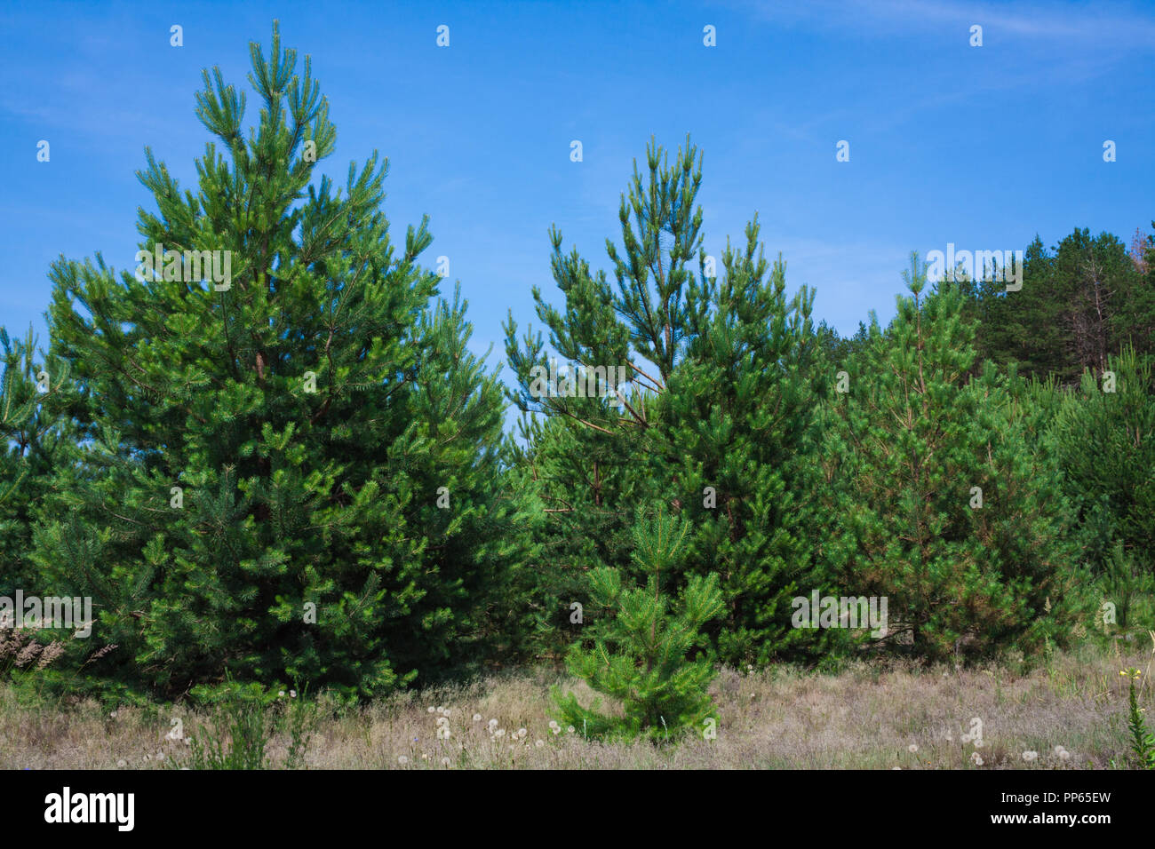 Forest summer landscape, pine trees nature background Stock Photo - Alamy