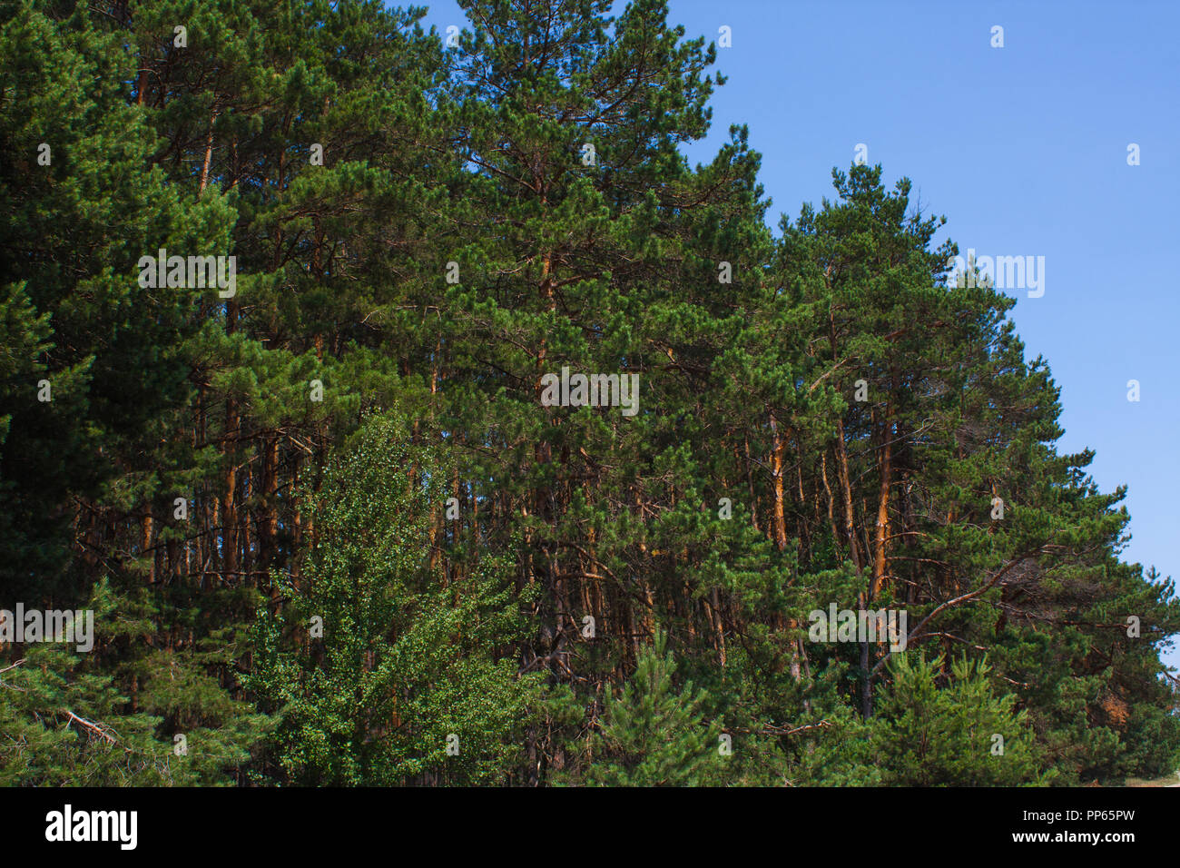 Forest summer landscape, pine trees nature background Stock Photo - Alamy