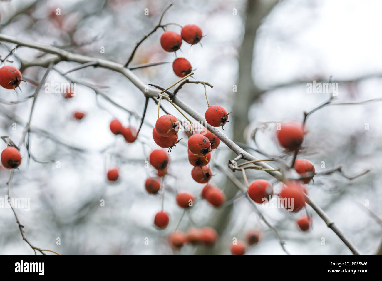 rose hip plant branch on blurred natural background Stock Photo - Alamy