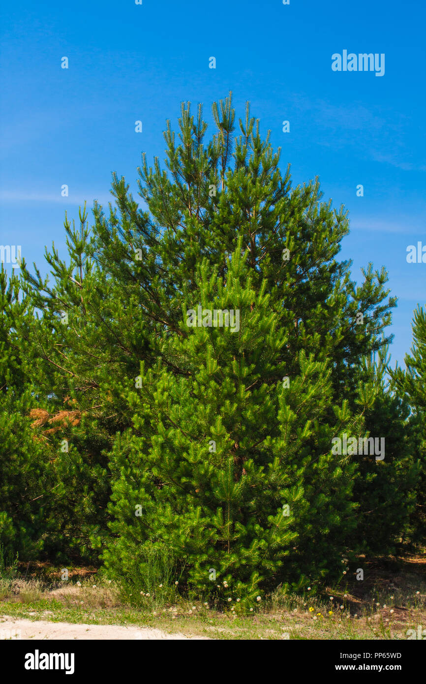 Forest summer landscape, pine trees nature background Stock Photo - Alamy