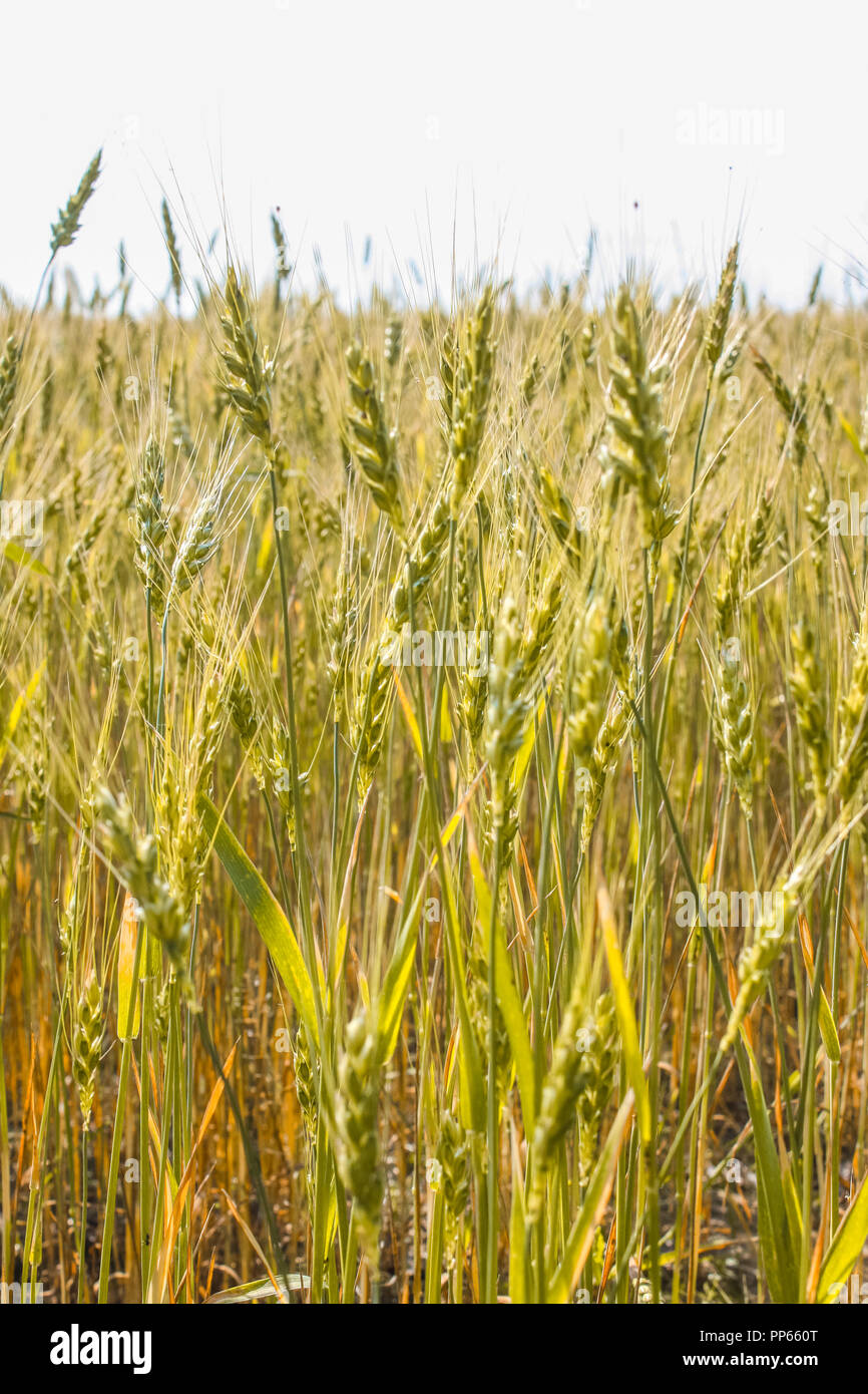 Wheat plants close up, wheat herbs growing in the field Stock Photo - Alamy