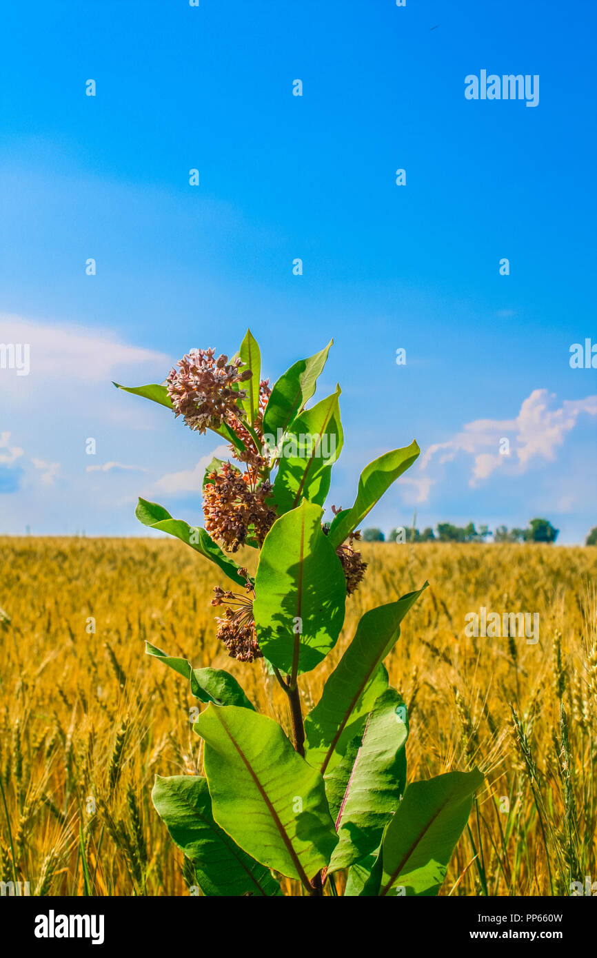 Blooming Common milkweed or butterfly flower close up, colorful and ...