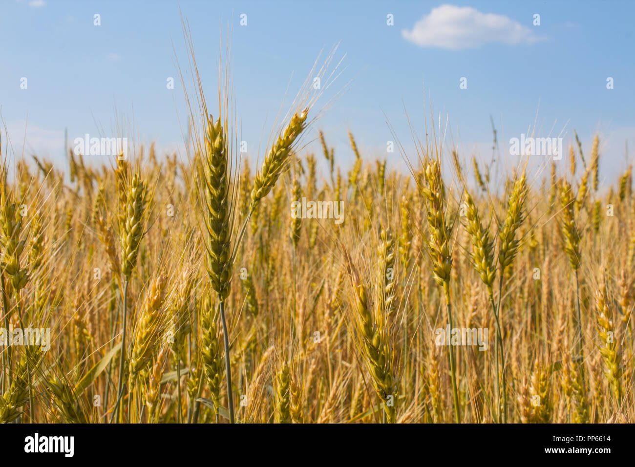 Wheat plants close up, wheat herbs growing in the field Stock Photo - Alamy