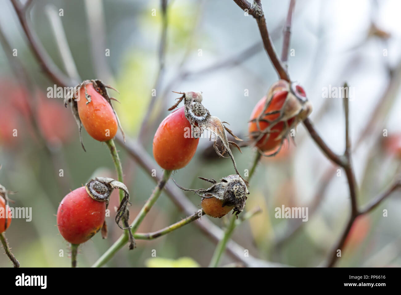 nature in autumn. rose hip plant closeup view Stock Photo - Alamy