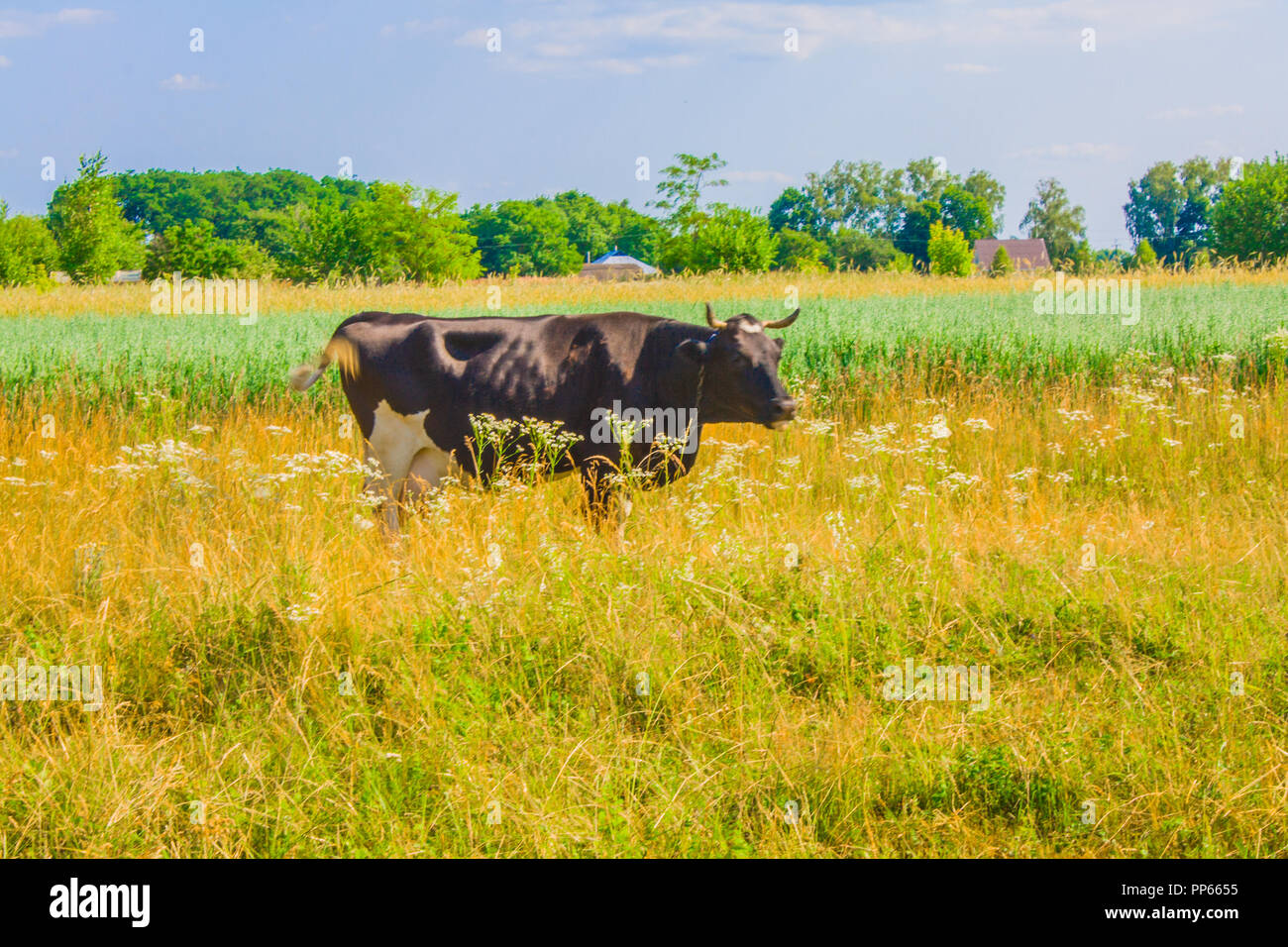 Cow grazing in a meadow. Cattle standing in field eating green grass ...