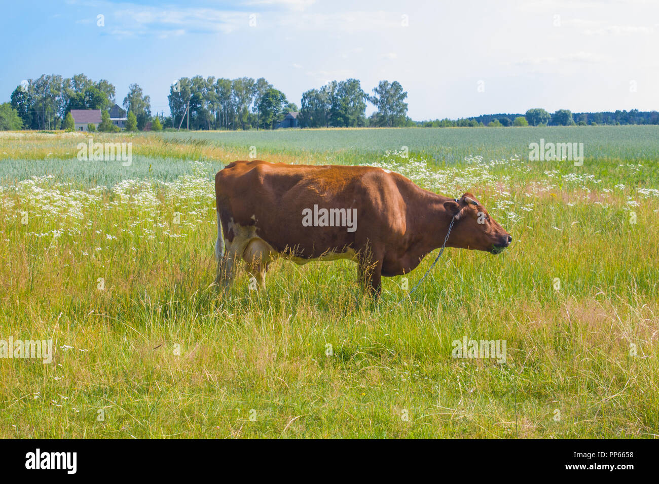 Cow grazing in a meadow. Cattle standing in field eating green grass ...