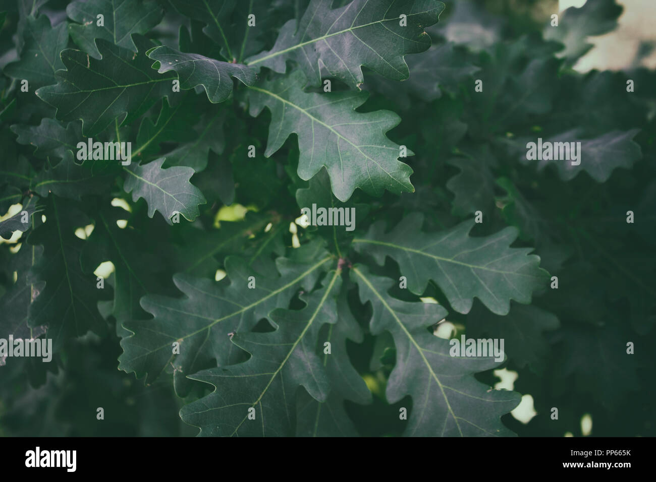 Oak tree. Oak leaves. Natural background. Green leaf Stock Photo - Alamy