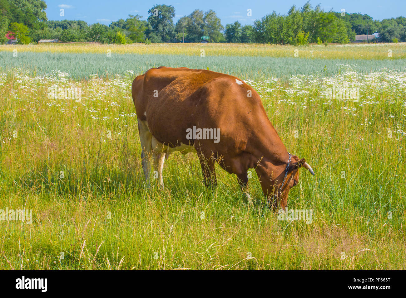 Cow grazing in a meadow. Cattle standing in field eating green grass ...