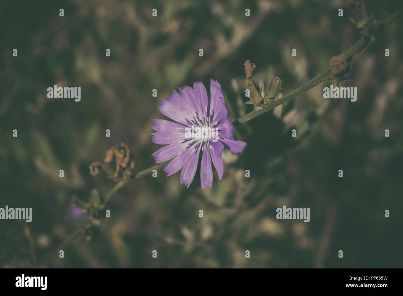 Common chicory. Field plants. Honey plant. Сhicory flower Stock Photo ...