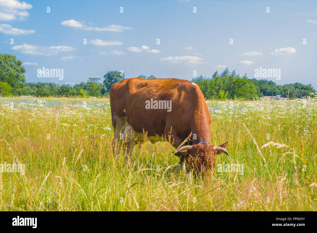 Cow grazing in a meadow. Cattle standing in field eating green grass ...