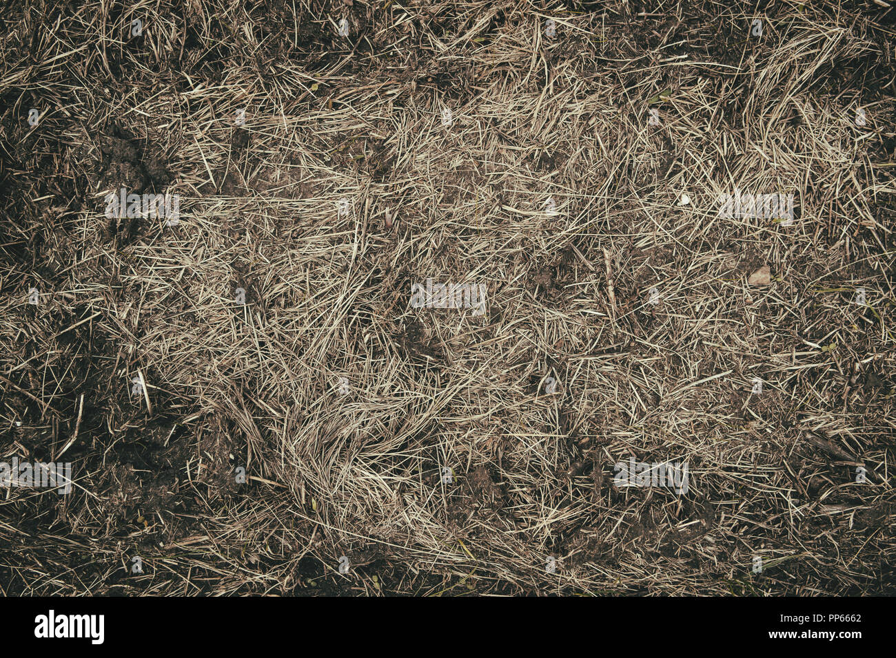 Field background background of dry grass hi-res stock photography and ...