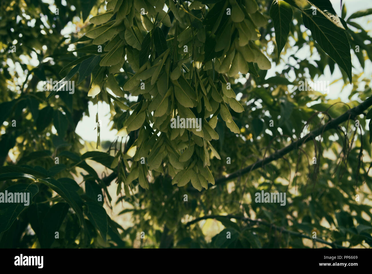 Green ash tree hi-res stock photography and images - Alamy