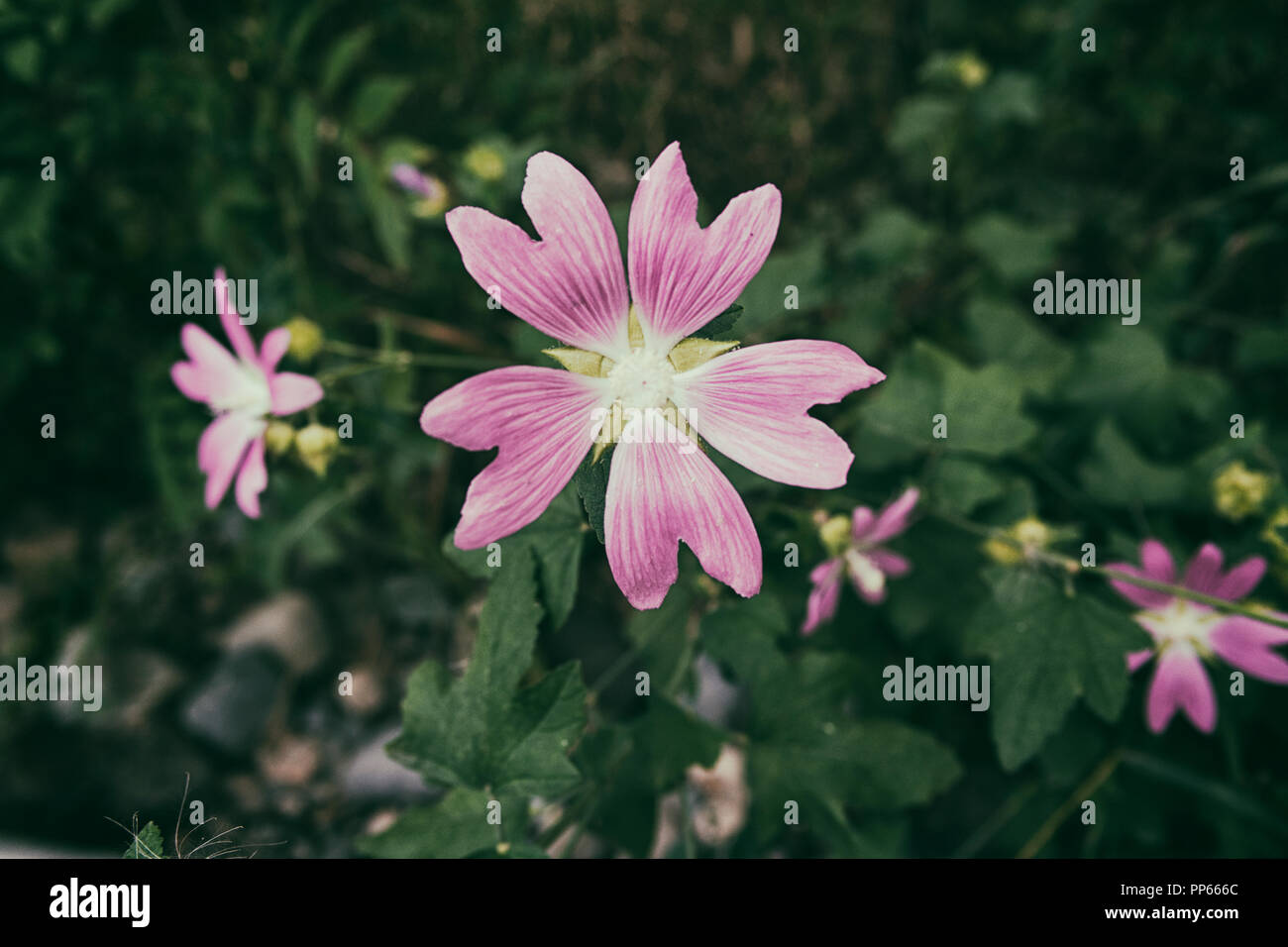 Mallow flower hi-res stock photography and images - Alamy