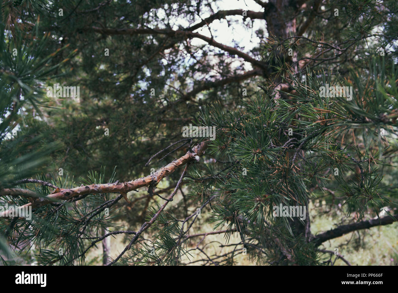 Grunge natural tree branches hi-res stock photography and images - Alamy