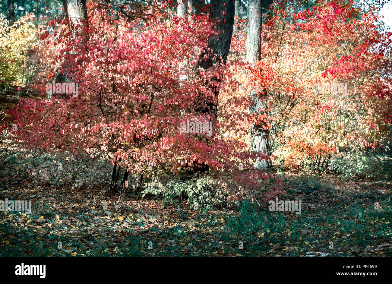 Autumn landscape: large shrub of the spindle tree with bright pink ...