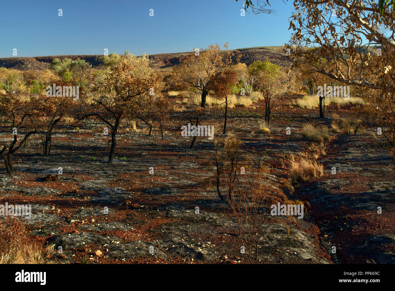 Bushland after a bush fire, Australia Stock Photo - Alamy