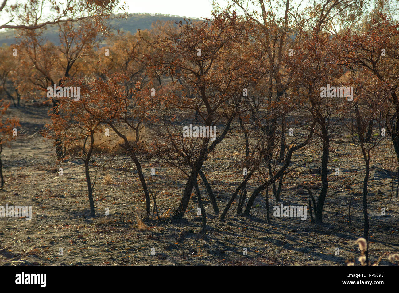 Bushland after a bush fire, Australia Stock Photo - Alamy