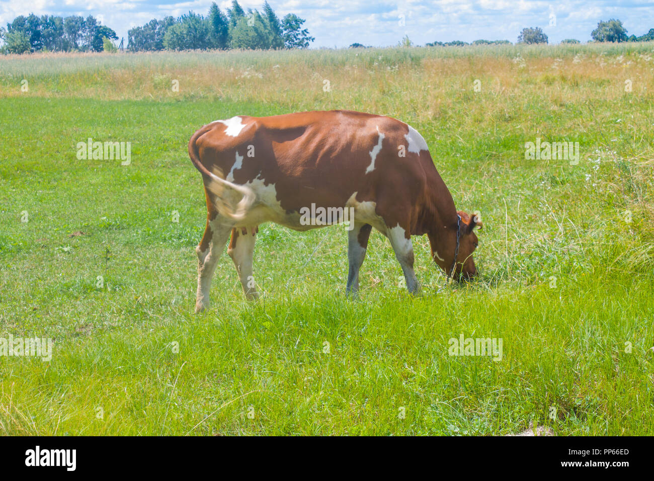 Cow grazing in a meadow. Cattle standing in field eating green grass ...