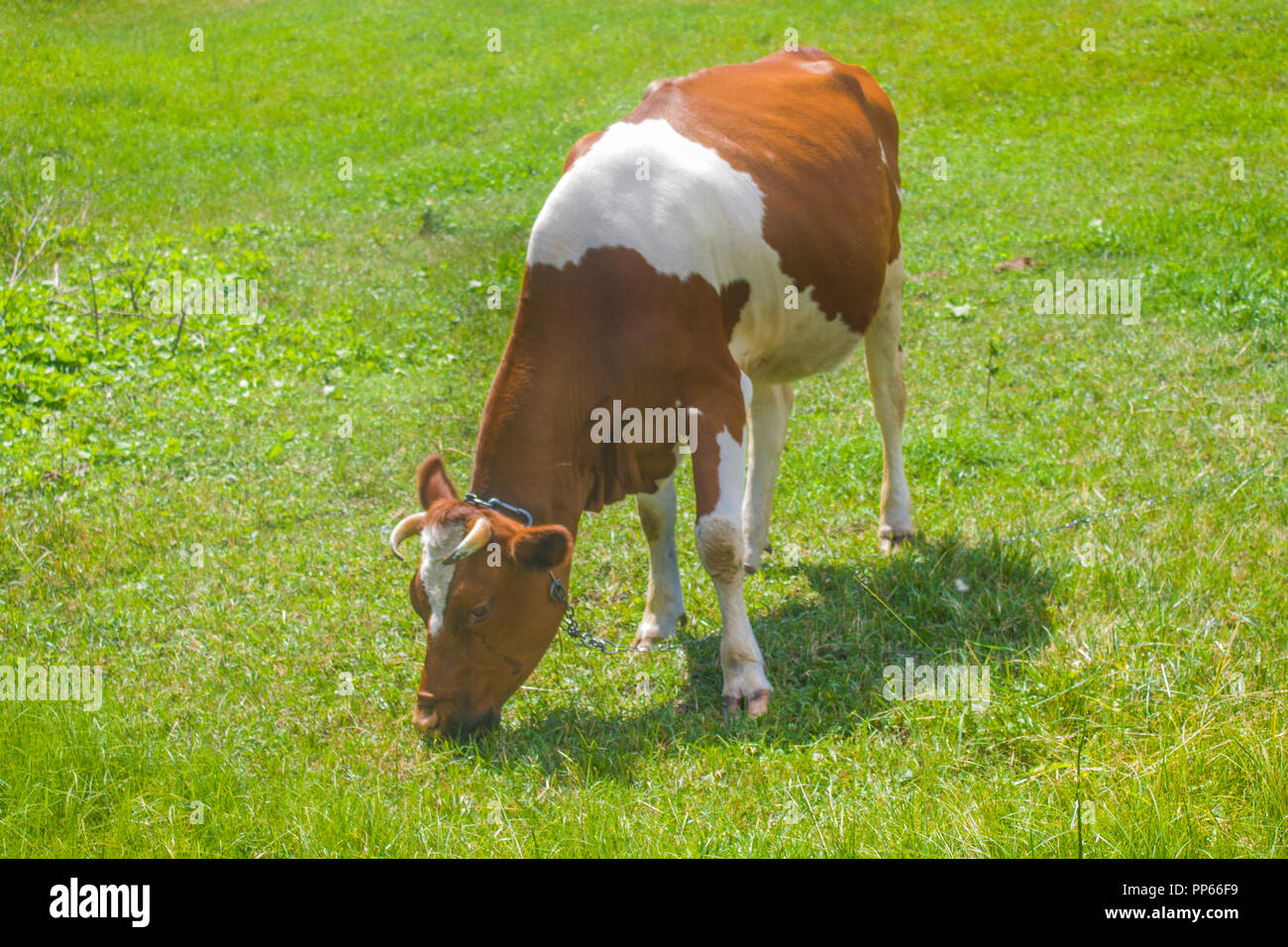 Cow grazing in a meadow. Cattle standing in field eating green grass ...