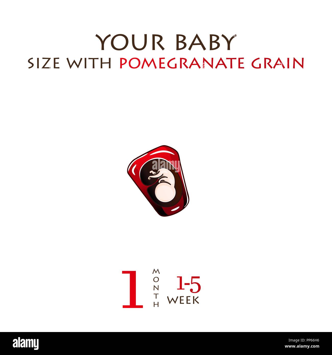 Stages of development of pregnancy, the size of the embryo for weeks ...