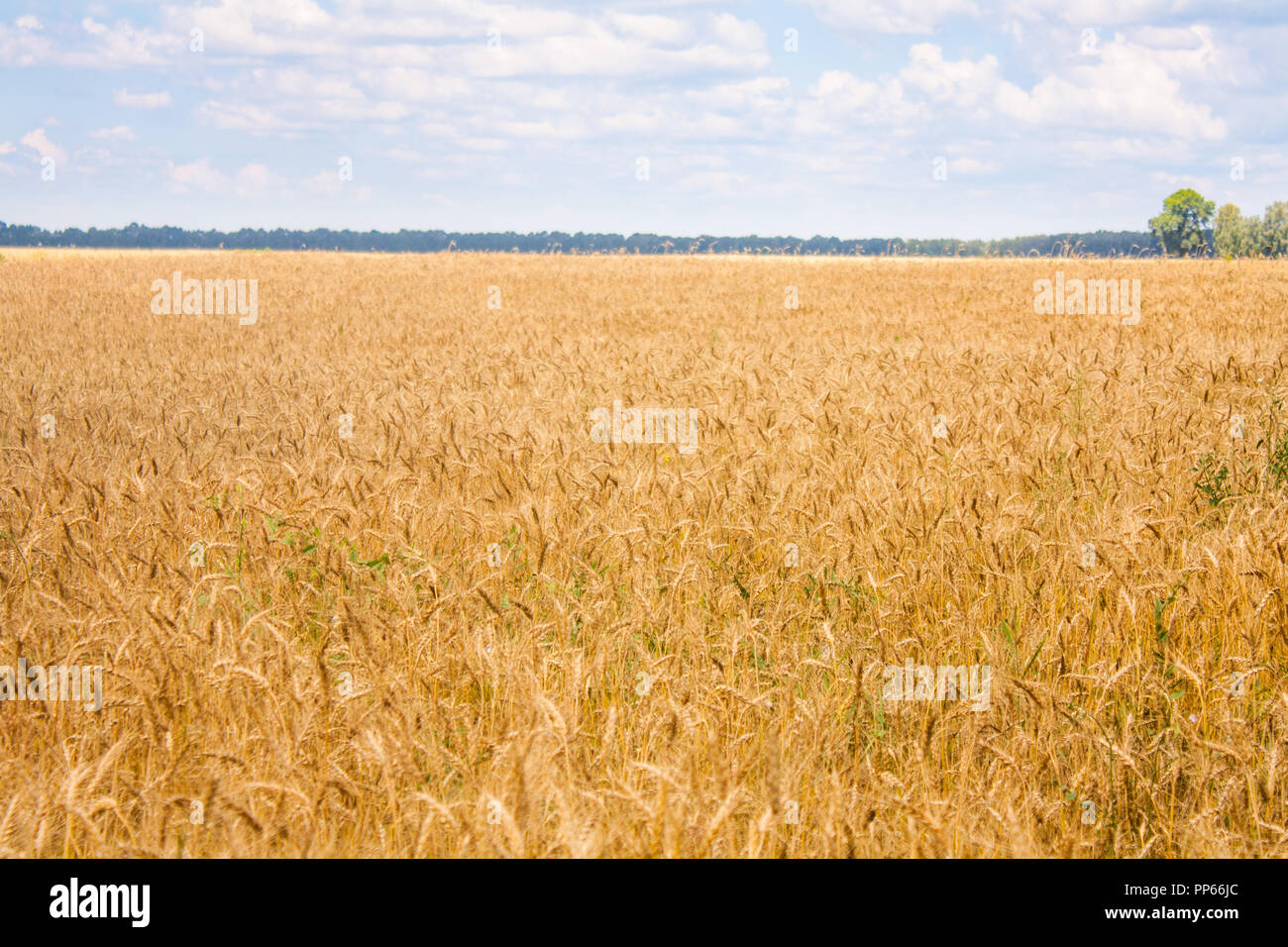 Wheat plants close up, wheat herbs growing in the field Stock Photo - Alamy