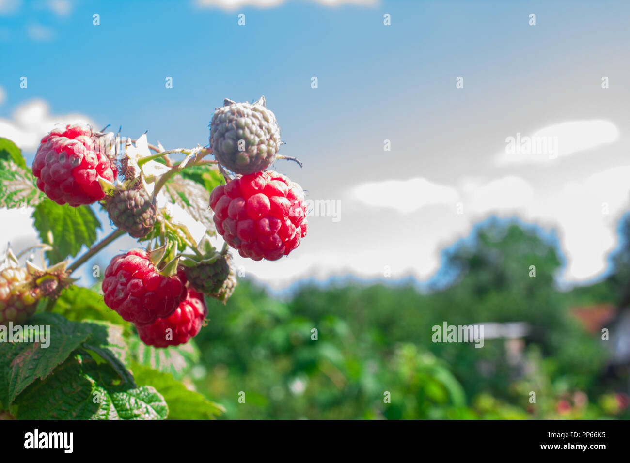 Raspberry on a branch in a garden, nature background Stock Photo - Alamy