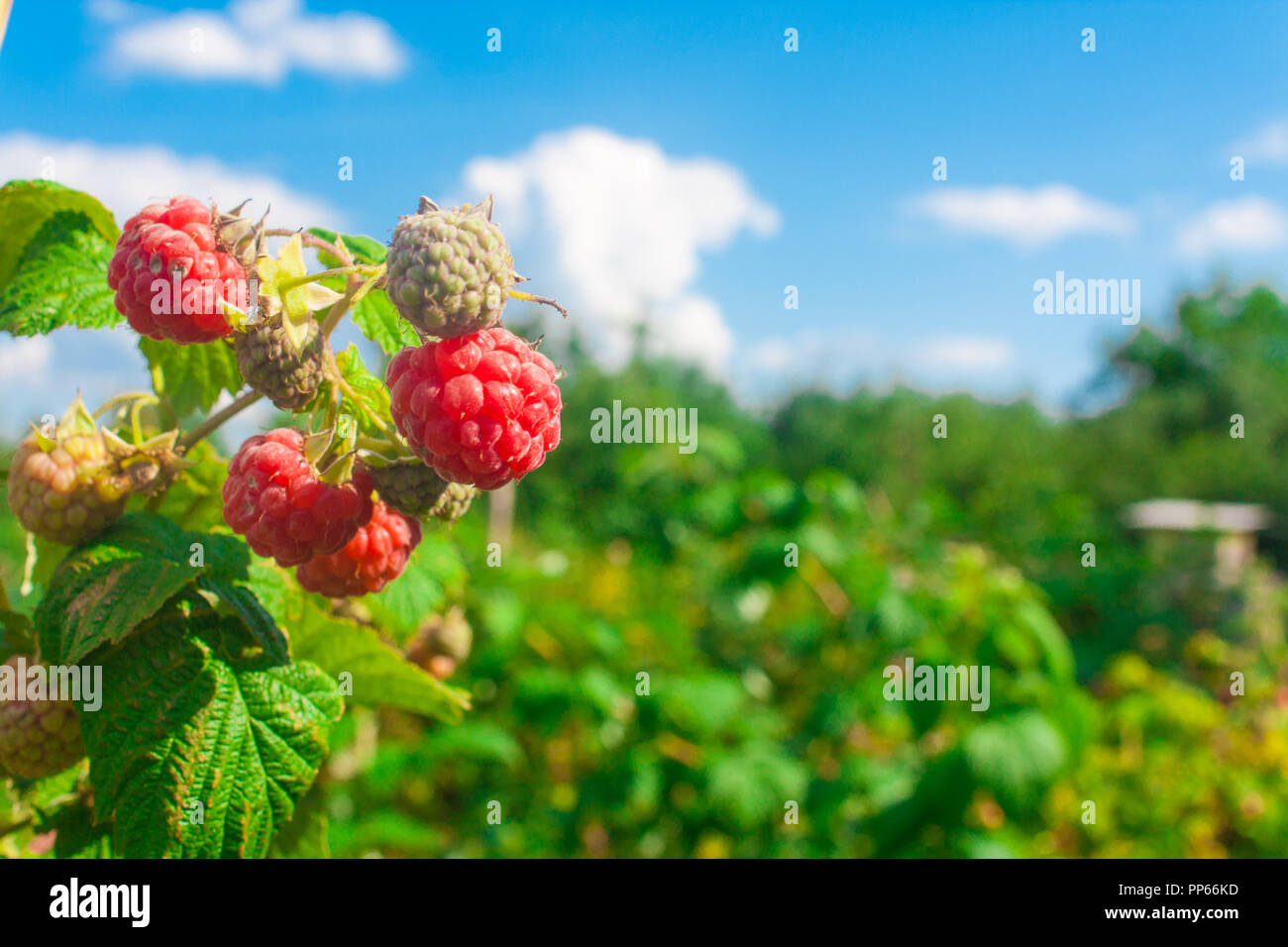Raspberry on a branch in a garden, nature background Stock Photo - Alamy