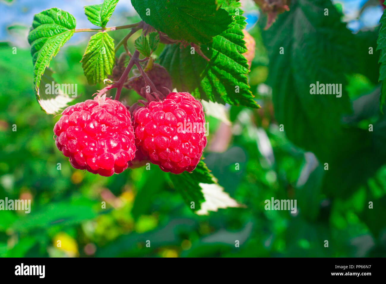 Raspberry on a branch in a garden, nature background Stock Photo - Alamy