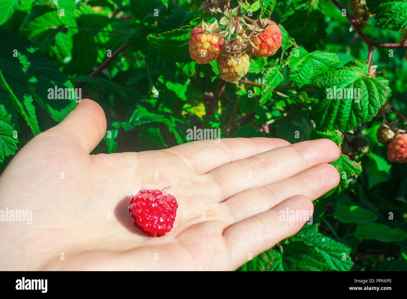 Raspberry on a hand in a garden, nature background Stock Photo - Alamy