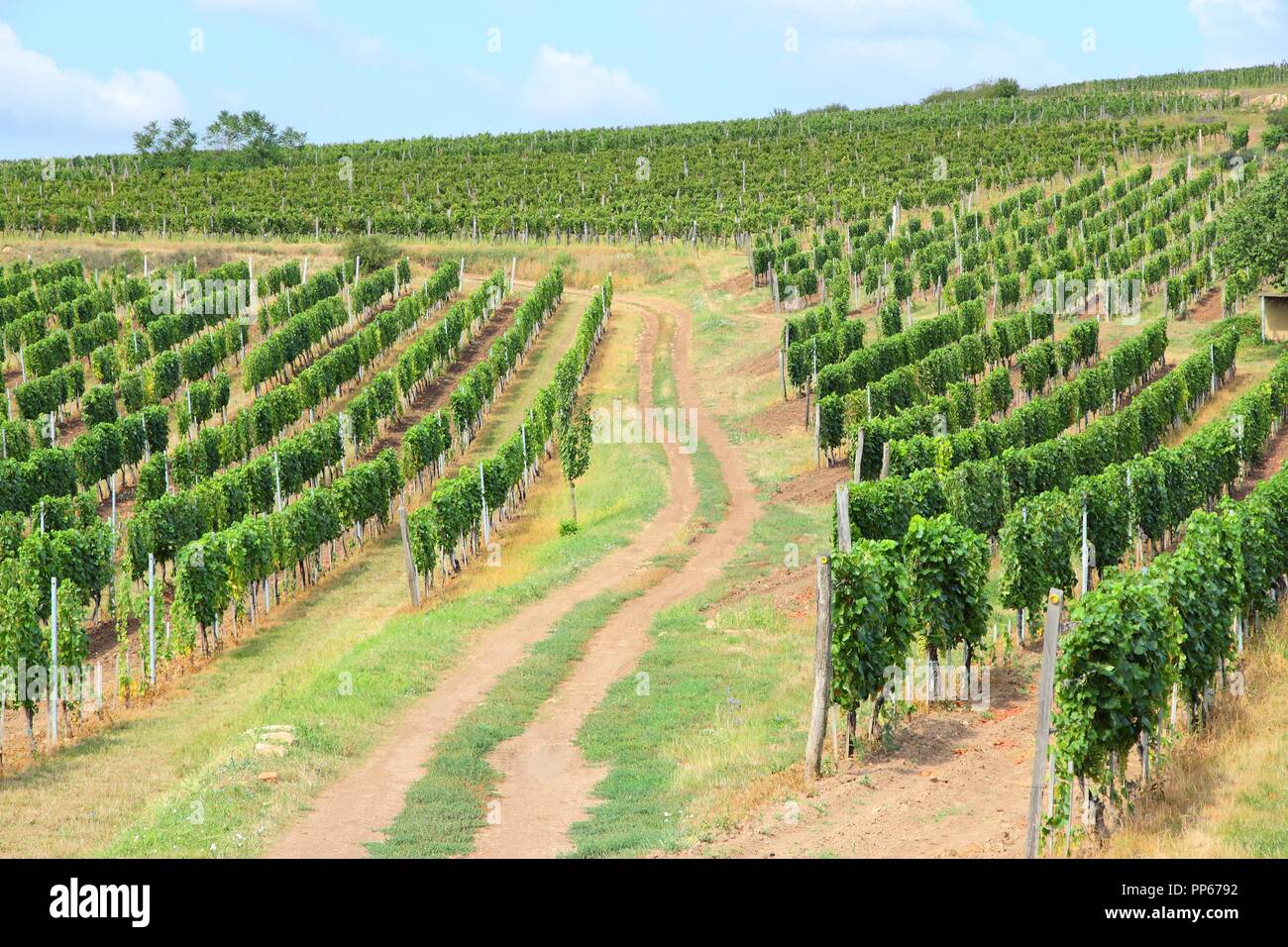 Tokaj wine region hi-res stock photography and images - Alamy