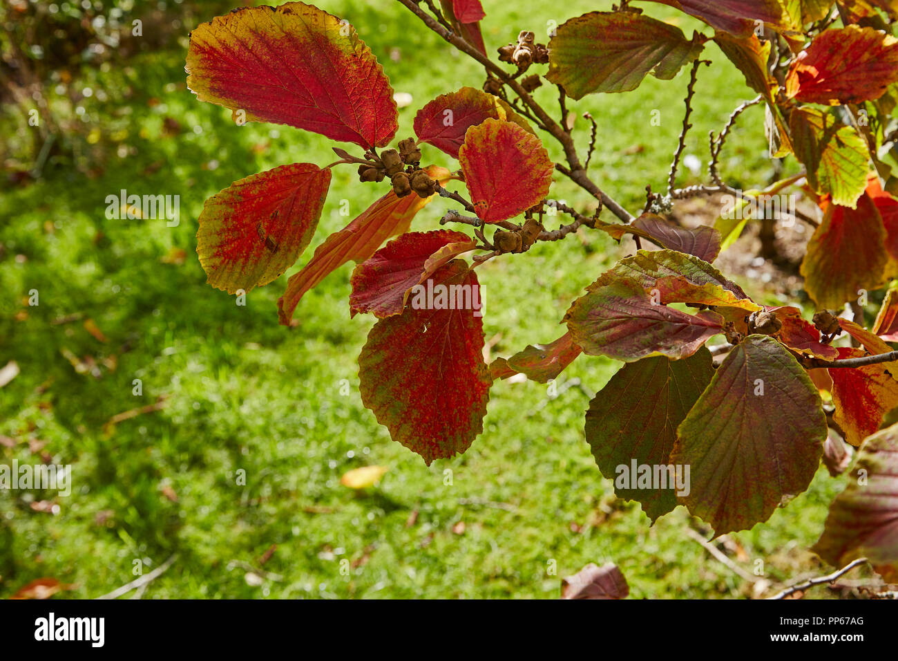 Witch Hazel Autumn Foliage Hamamelis High Resolution Stock Photography ...