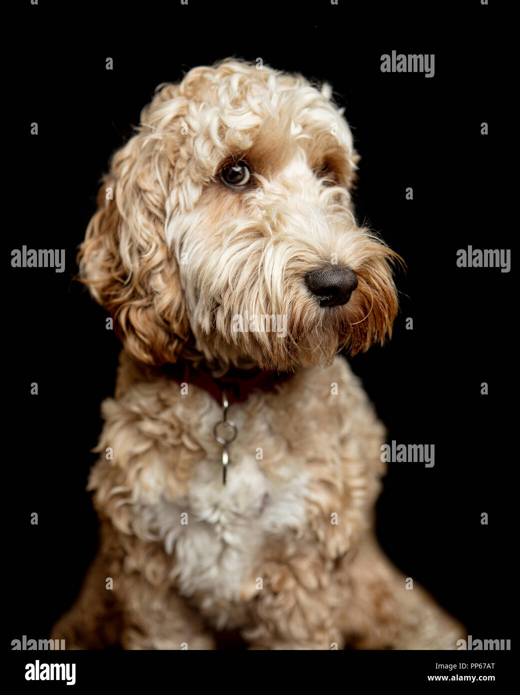 Golden cockapoo hi-res stock photography and images - Alamy