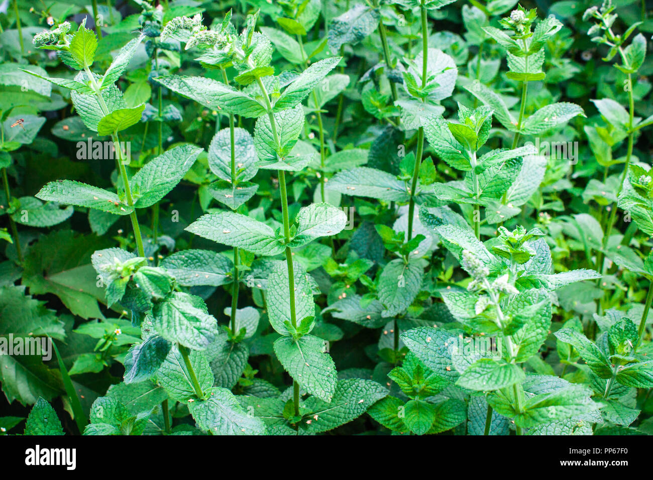 Mint or Mentha medical herb close up, colorful and vivid plant, natural ...