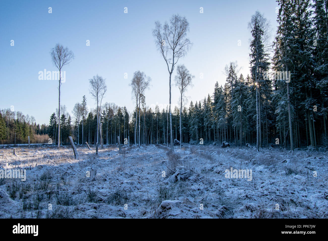 snowy winter countryside scene with snow and frozen trees and cloudy ...