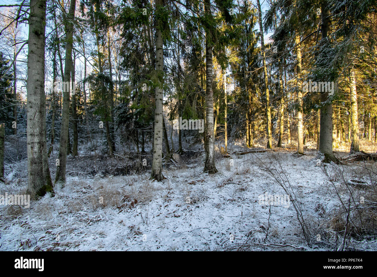 snowy winter countryside scene with snow and frozen trees and cloudy ...