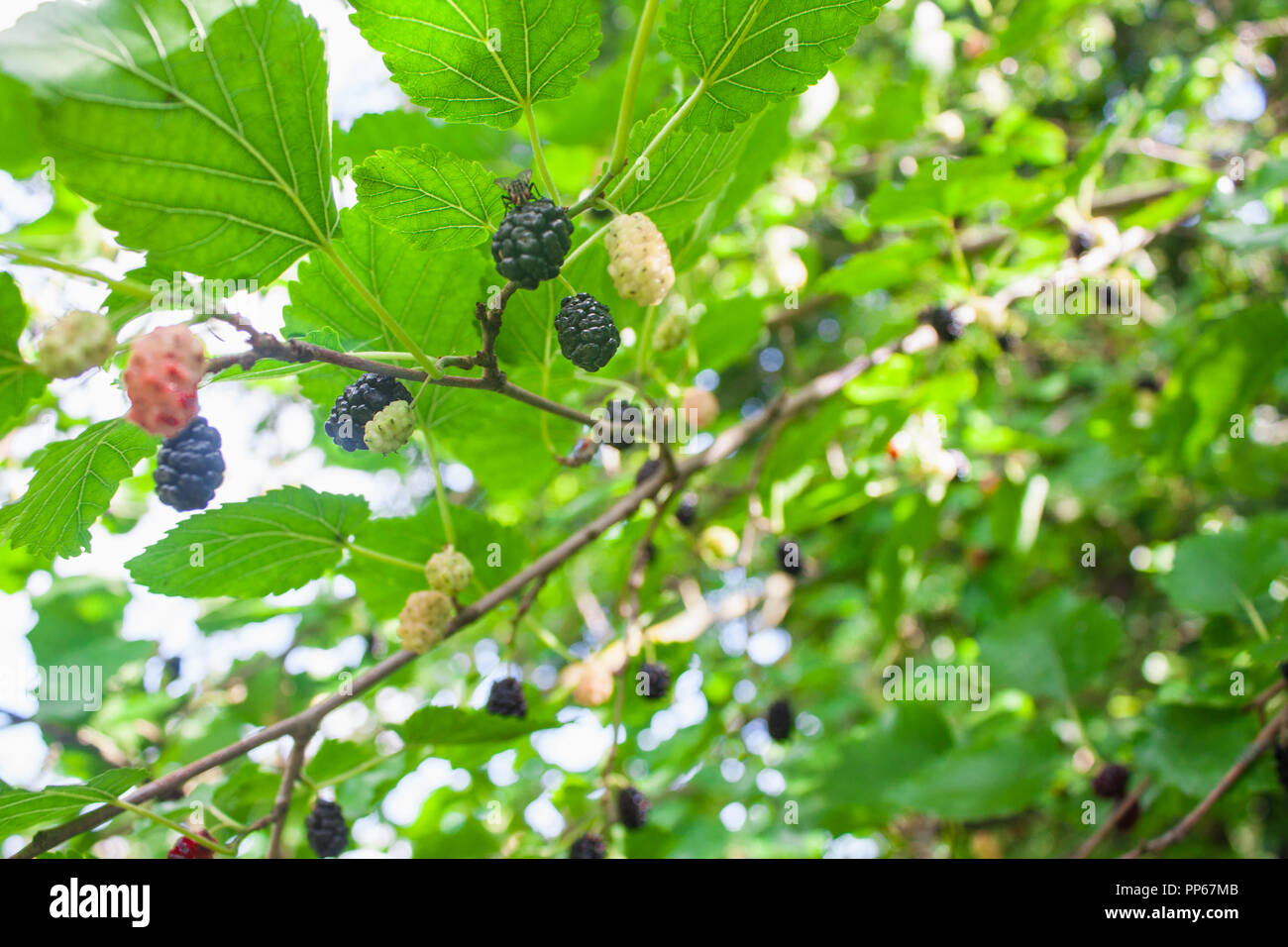 Mulberries on a tree branch in a garden, nature background Stock Photo ...