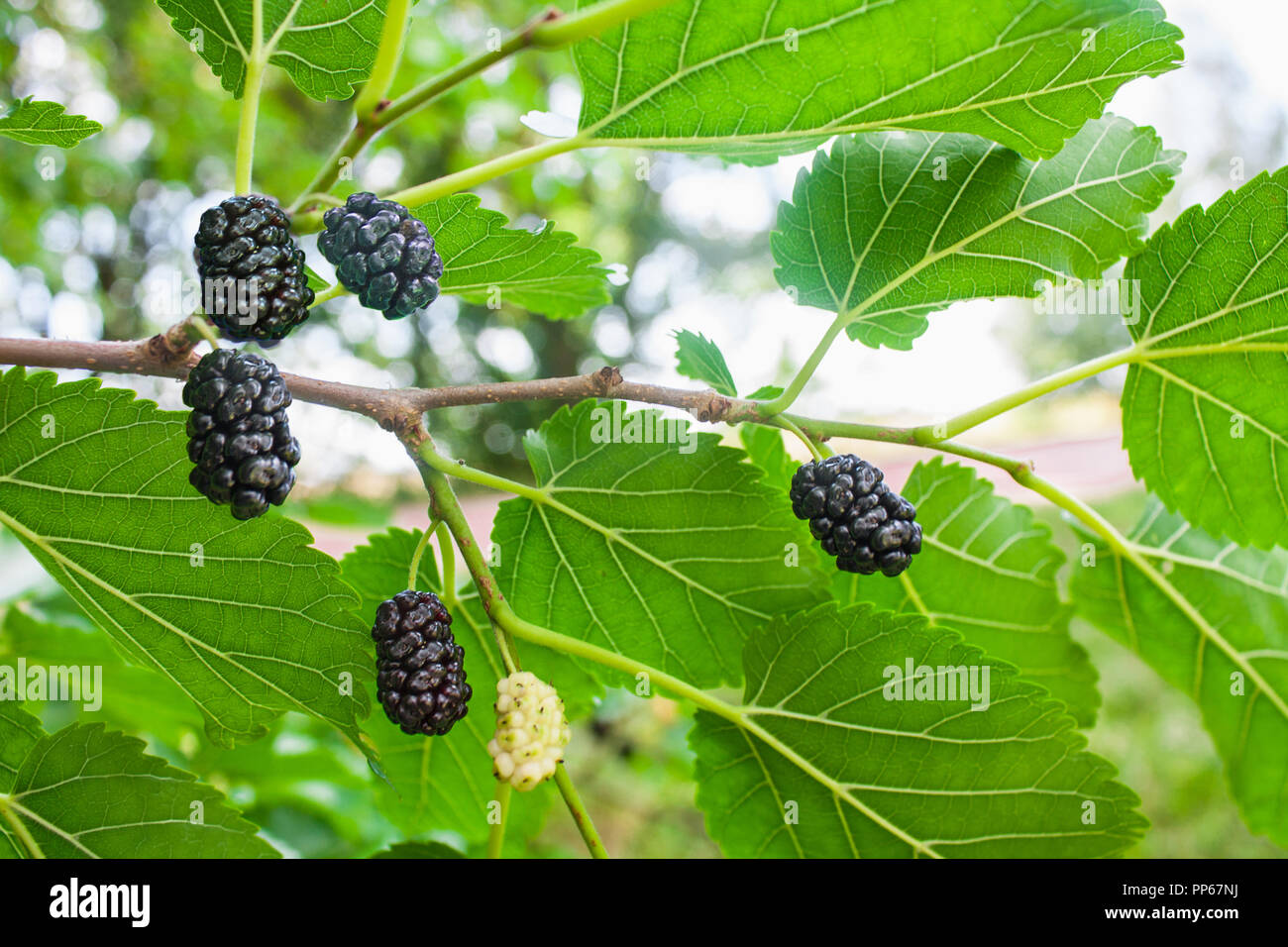 Mulberries on a tree branch in a garden, nature background Stock Photo ...