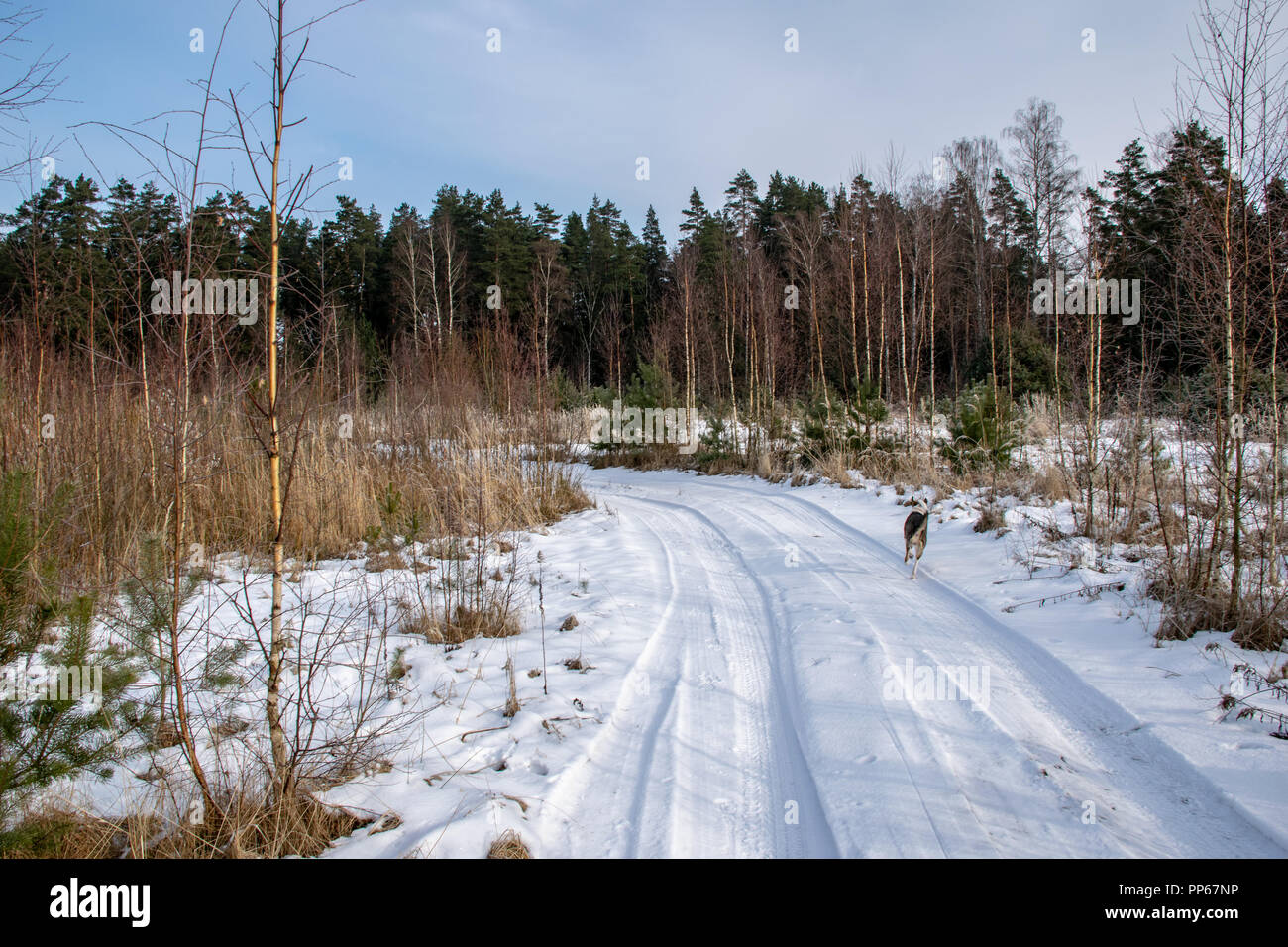 snowy winter countryside scene with snow and frozen trees and cloudy ...