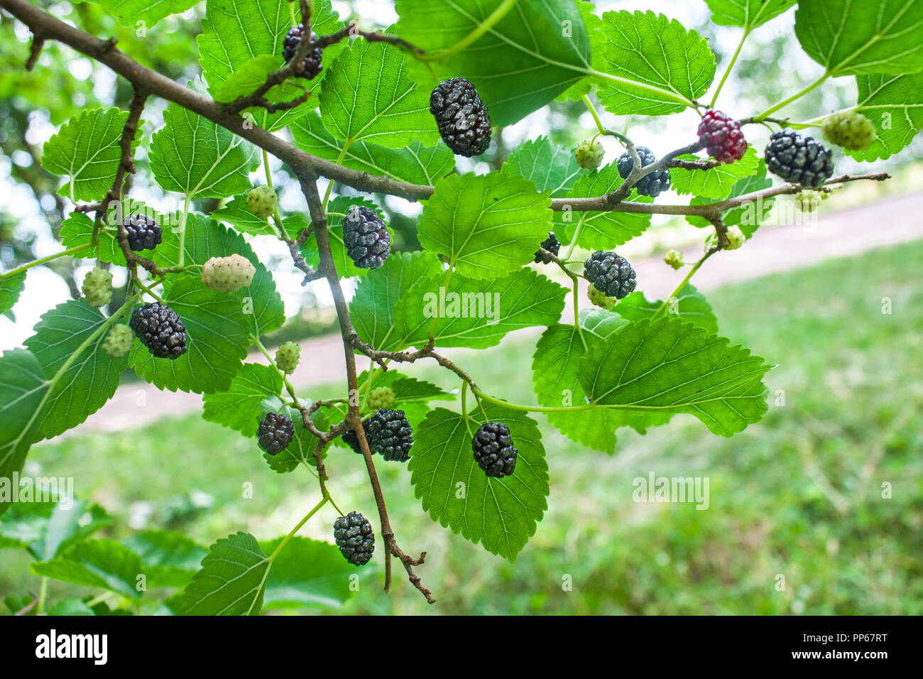 Mulberries on a tree branch in a garden, nature background Stock Photo ...