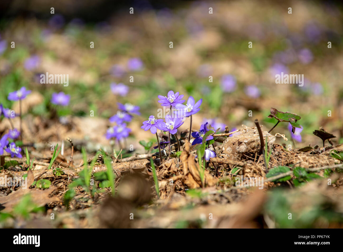 liverleaf flowers, Hepatica nobilis, in spring forest bed on a ...
