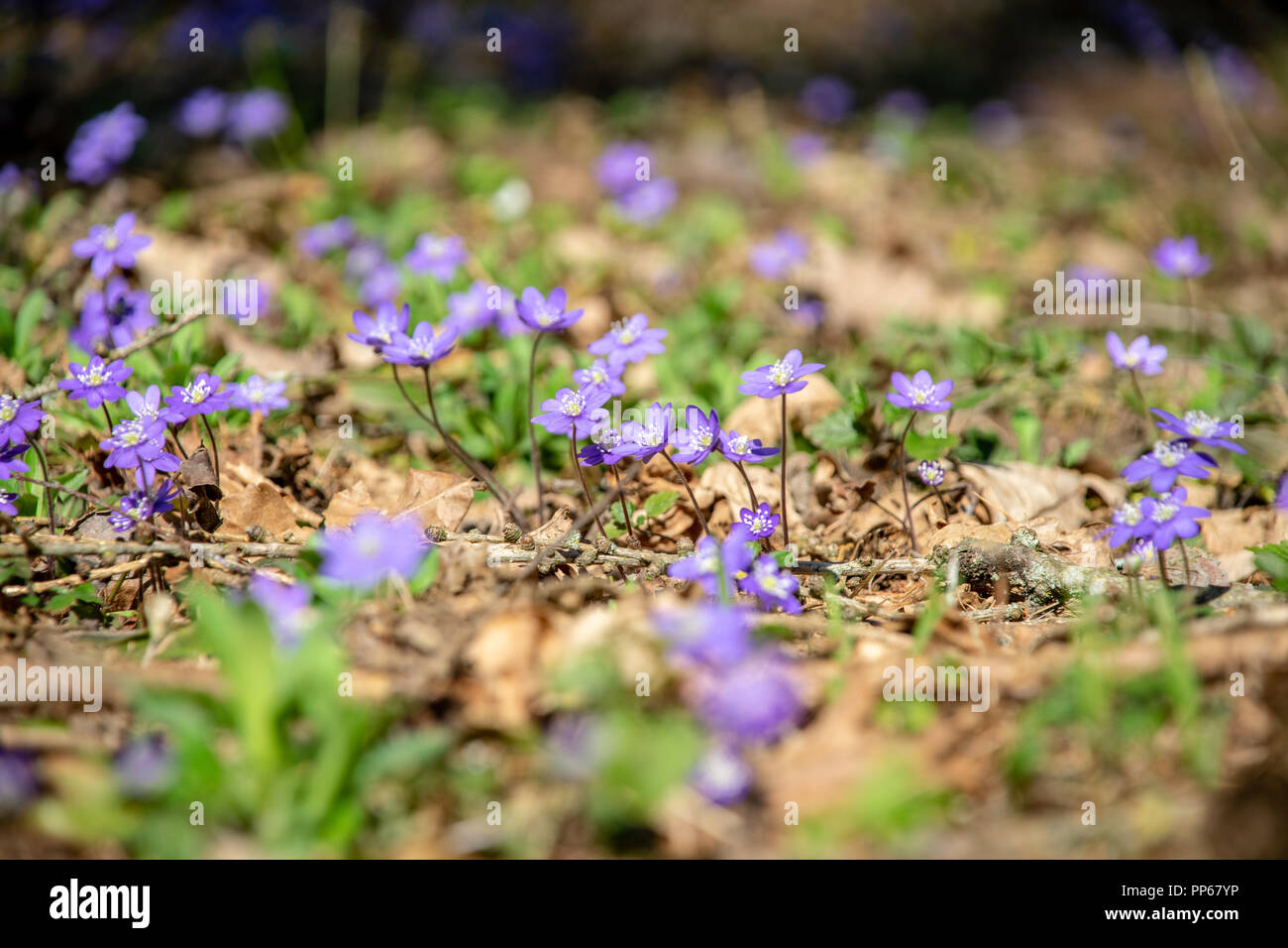 liverleaf flowers, Hepatica nobilis, in spring forest bed on a ...