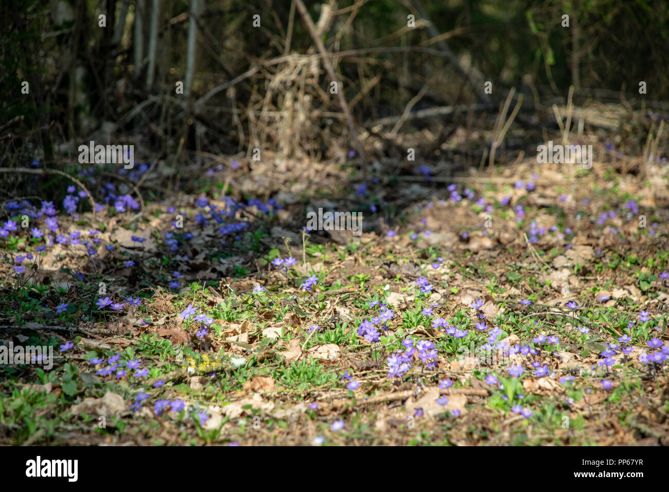 liverleaf flowers, Hepatica nobilis, in spring forest bed on a ...